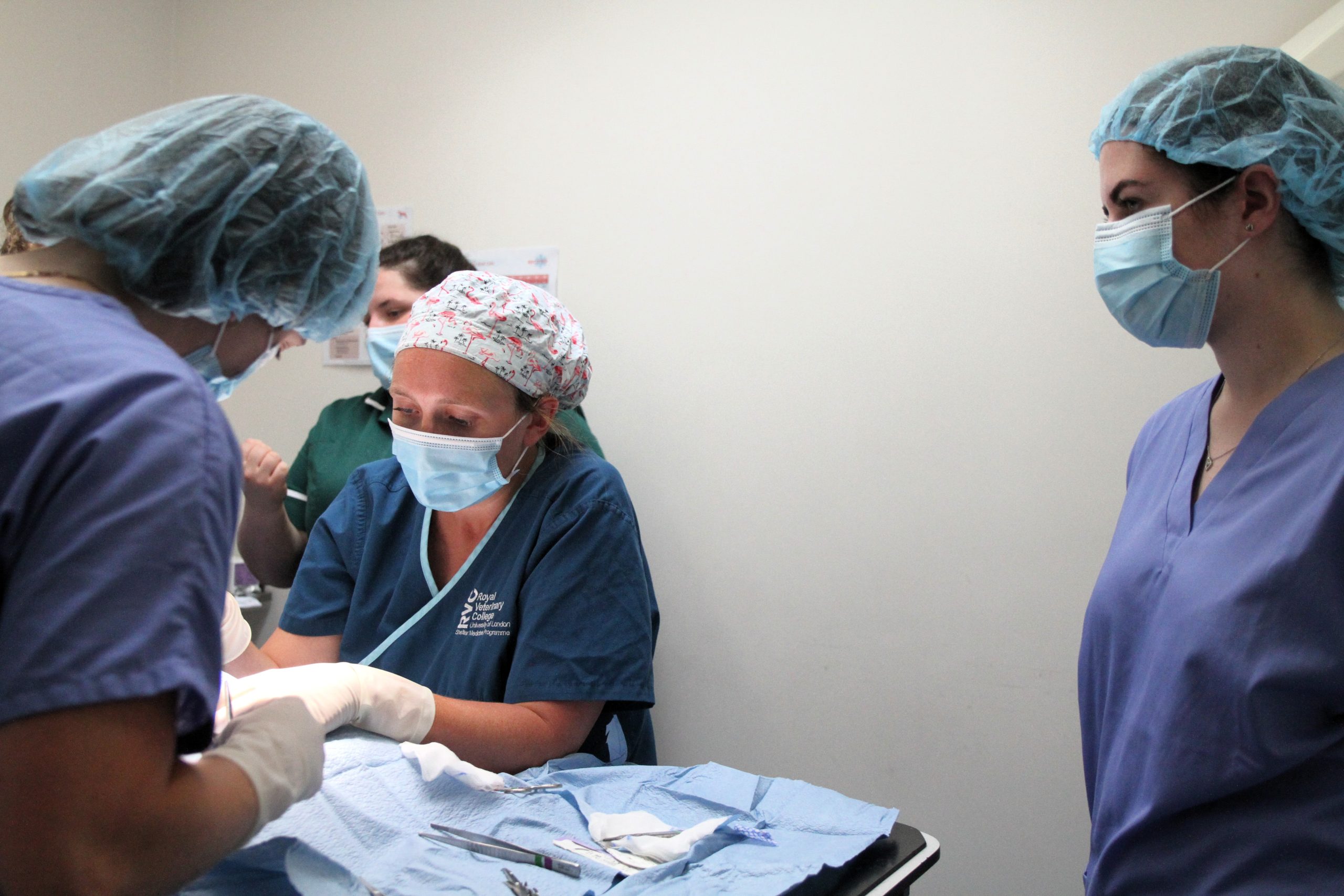 Mayhew and RVC join forces - Mayhew