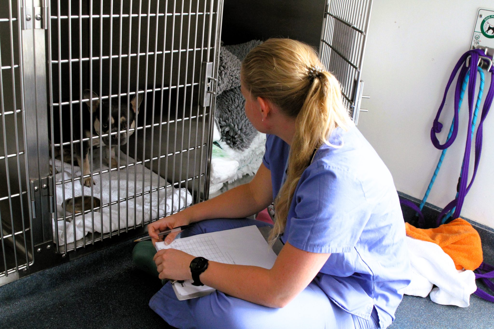 Mayhew and RVC join forces - Mayhew