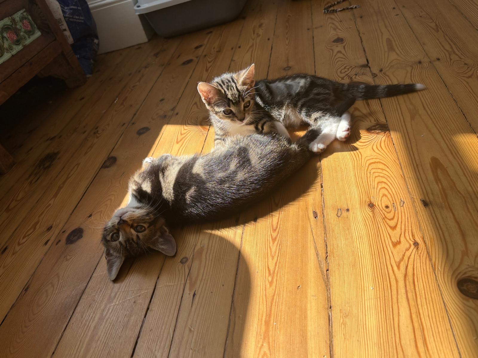 Adam &/Or Alex - Mayhew