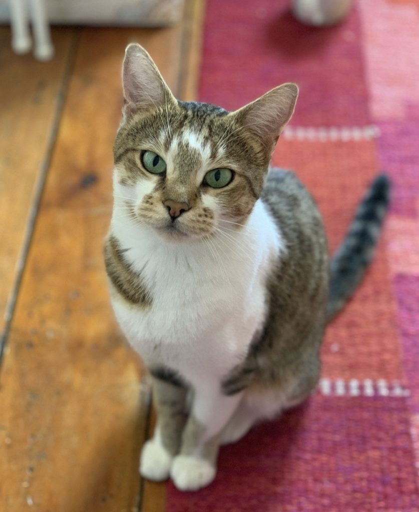Confessions of a Cat Foster Carer - Mayhew