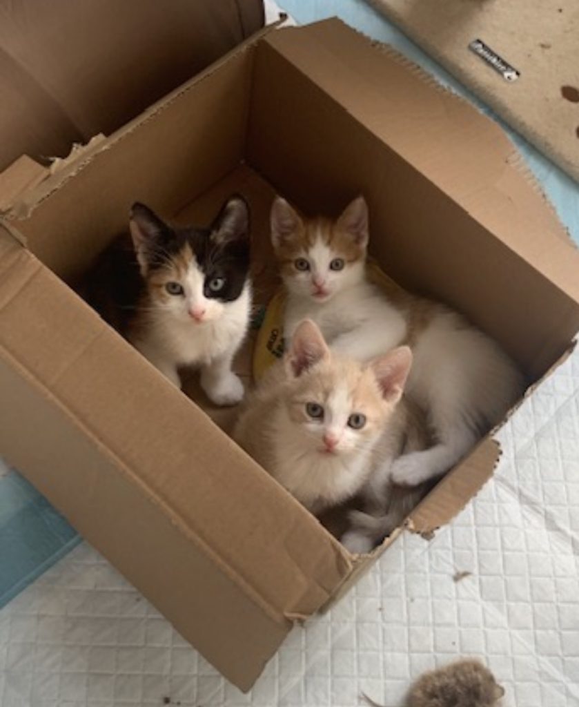 Confessions of a Cat Foster Carer - Mayhew