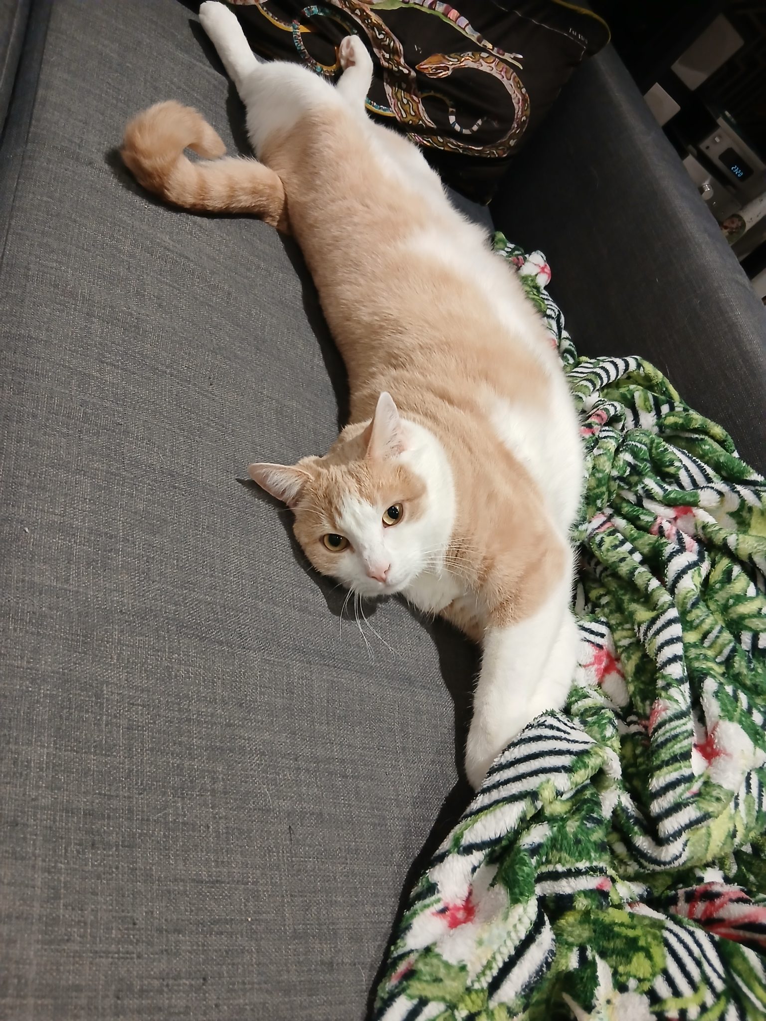 Confessions of a Cat Foster Carer - Mayhew