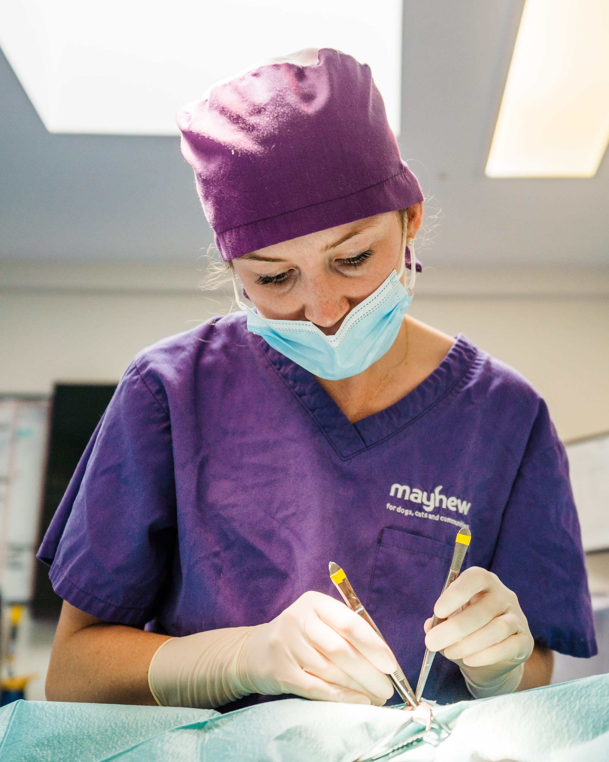 Mayhew nominated for the Petplan Veterinary Awards 2025 - Mayhew