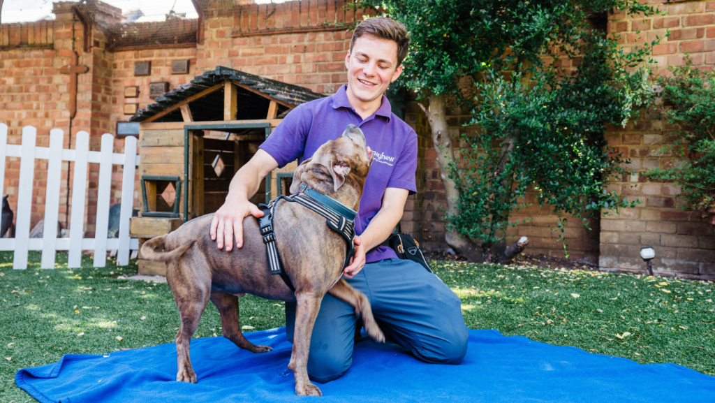 A special story for International Dog Day - Mayhew