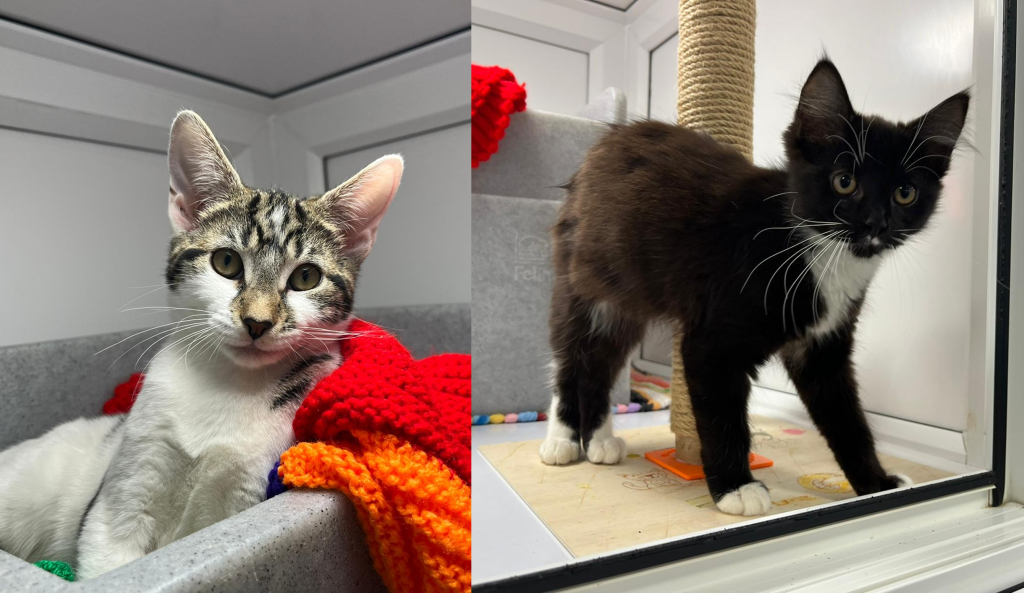 Bonito &/Or Mackerel - Mayhew