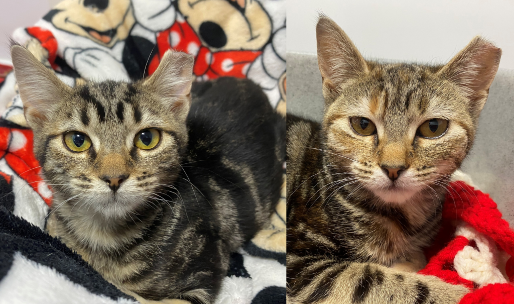 Abbaccio &/Or Mista - Mayhew