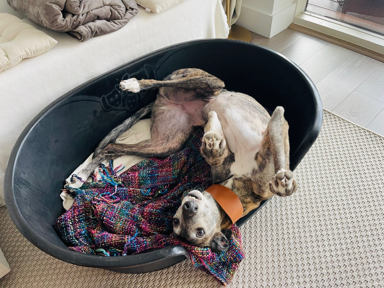 Confessions of a Dog Foster Carer - Mayhew