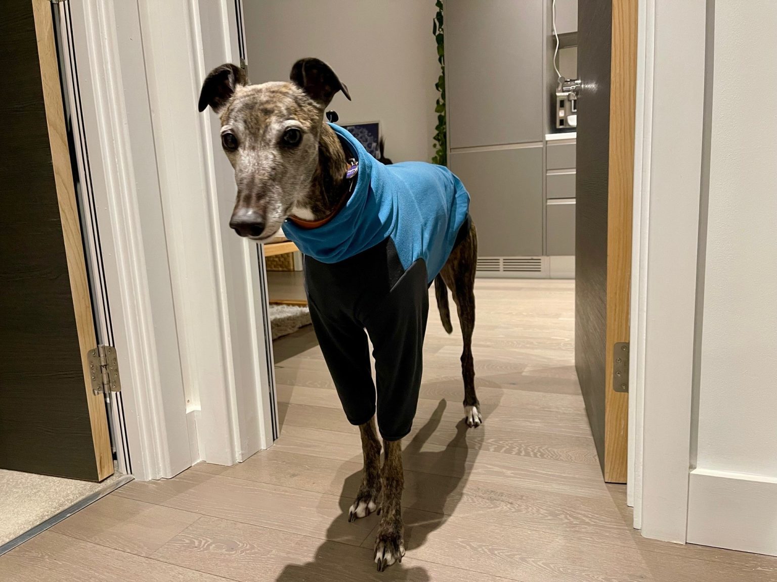 Confessions of a Dog Foster Carer - Mayhew