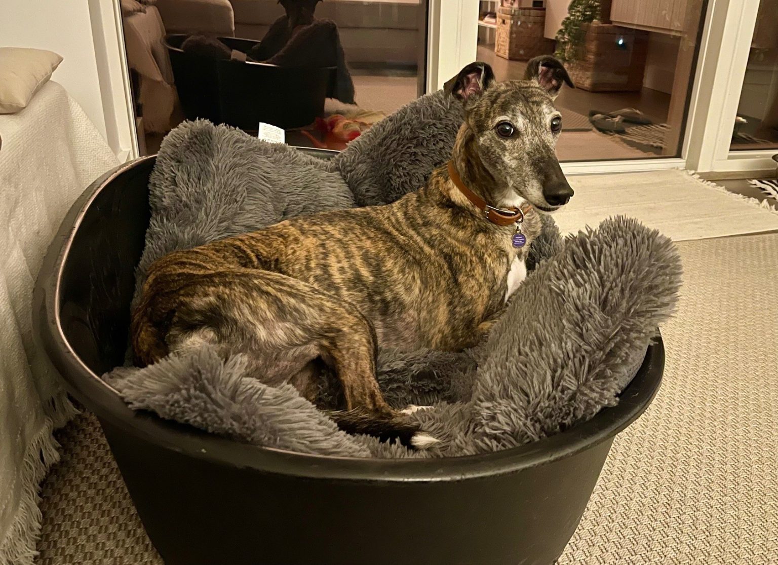 Confessions of a Dog Foster Carer - Mayhew