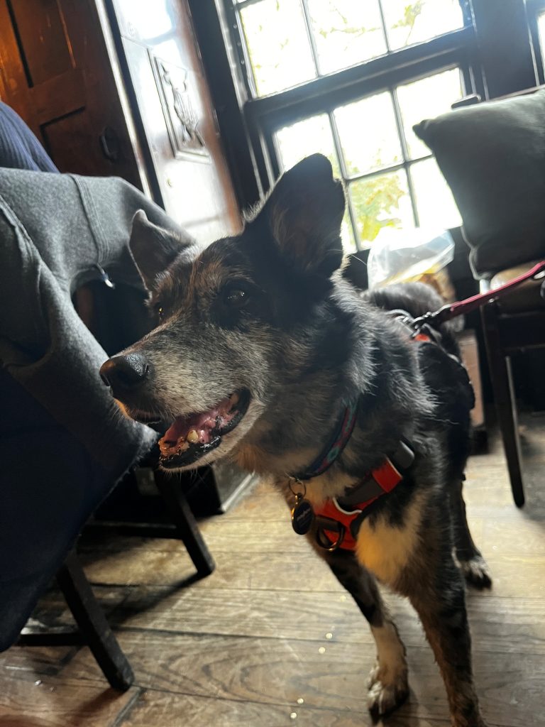 Confessions of a Dog Foster Carer - Mayhew