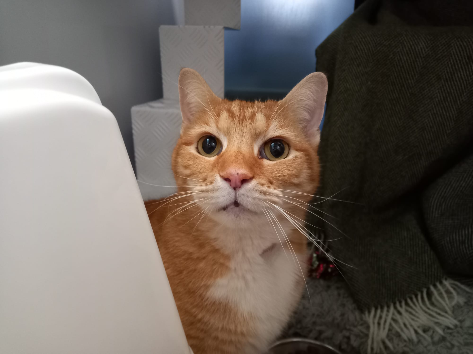 Ginger Simba - Mayhew